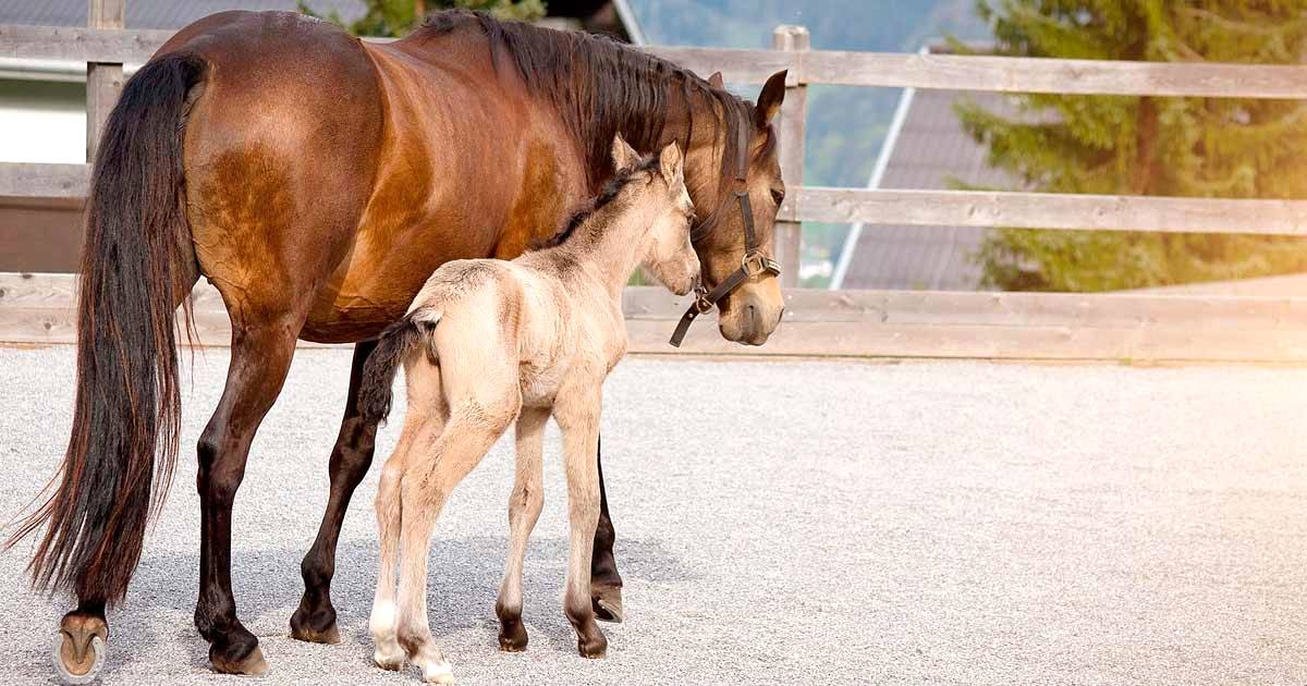 3 fatores para ter sucesso na reprodução equina - Portal Escola do Cavalo