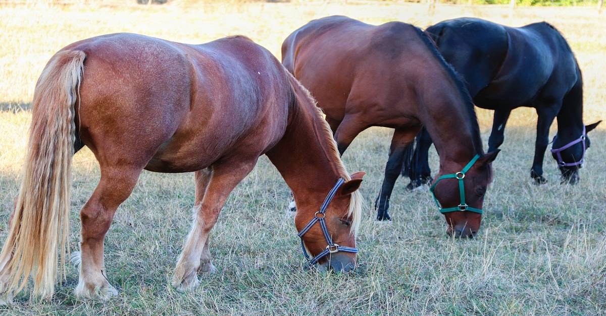 A nutrição equina interfere no desempenho reprodutivo?
