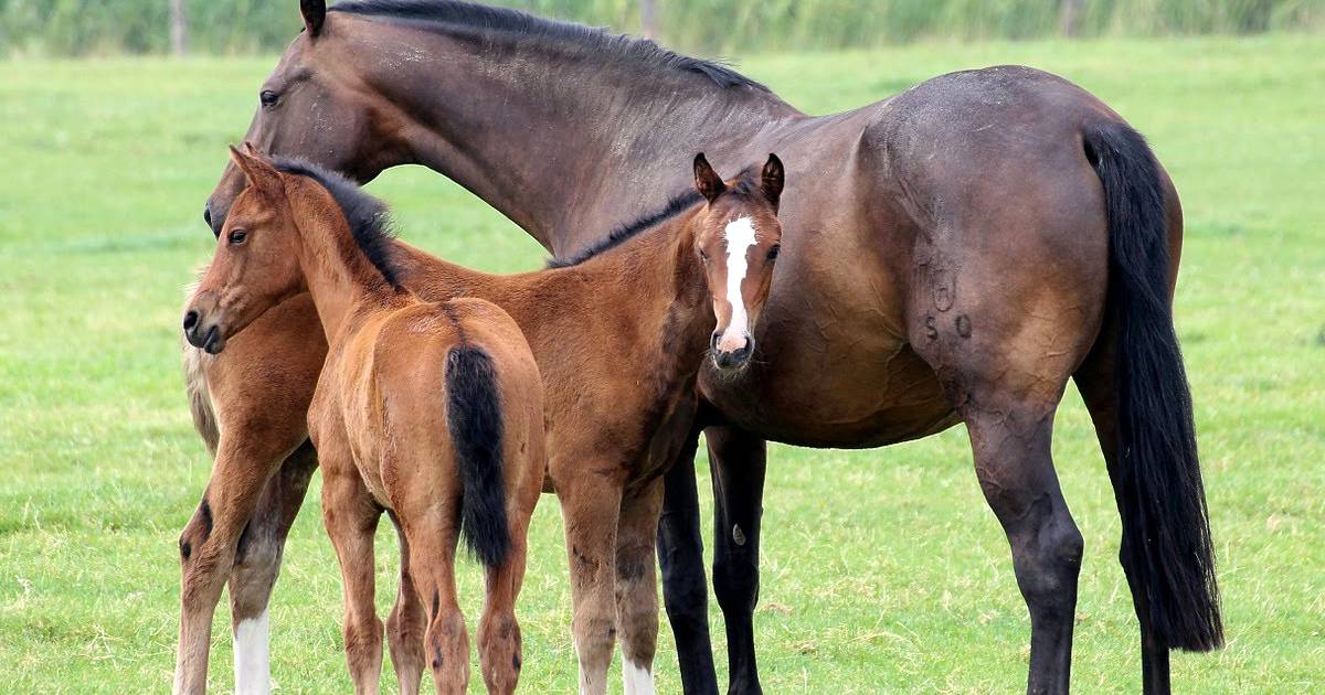 Diagnóstico de gestação em equinos: identifique gestações gemelares!