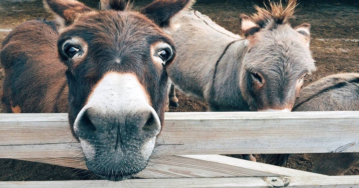 Ei você! Sabe o que é o bardoto e qual a diferença entre ele e o burro?