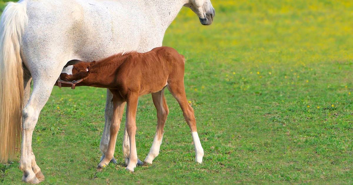 LOS MEJORES NOMBRES PARA CABALLOS MACHOS Y POTROS MACHOS Los más ...