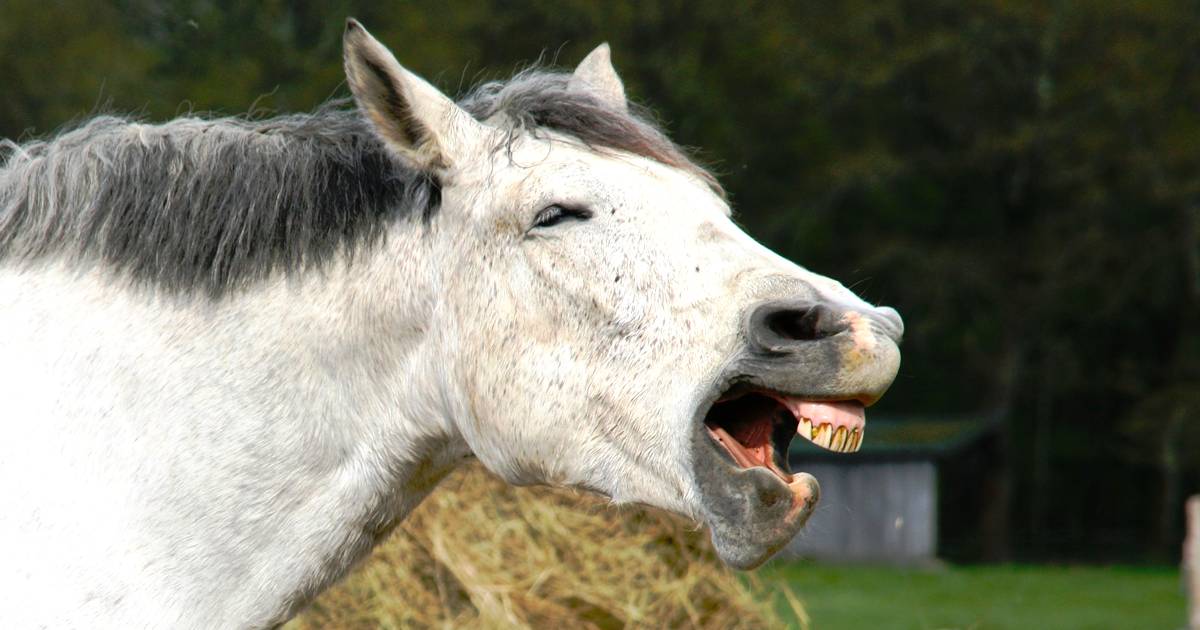 Odontologia equina: entenda mais sobre essa importante área