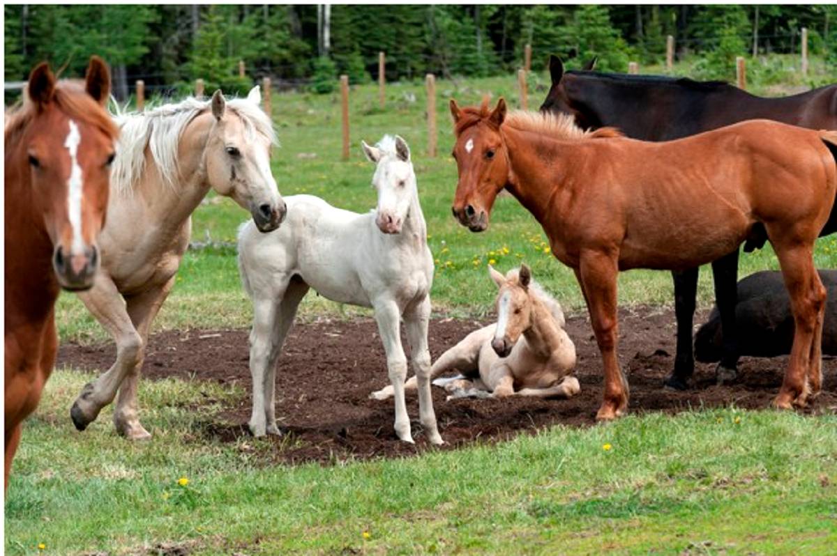 Seja um expert na área da reprodução equina - Portal Escola do Cavalo