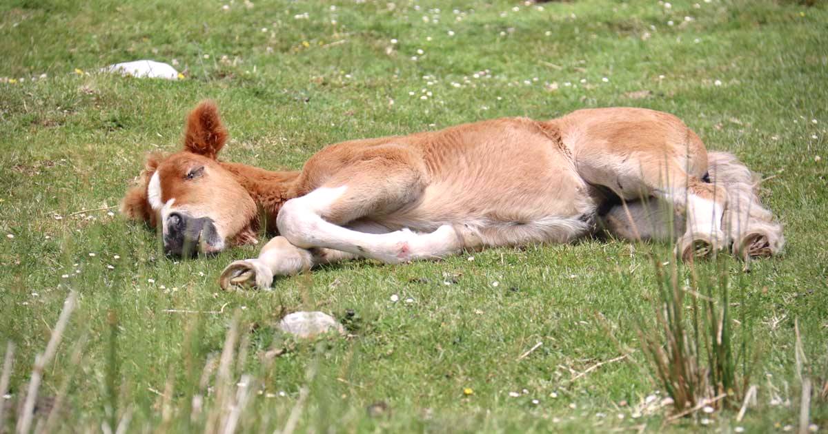 Desordens gastrointestinais em potros: conheça as principais