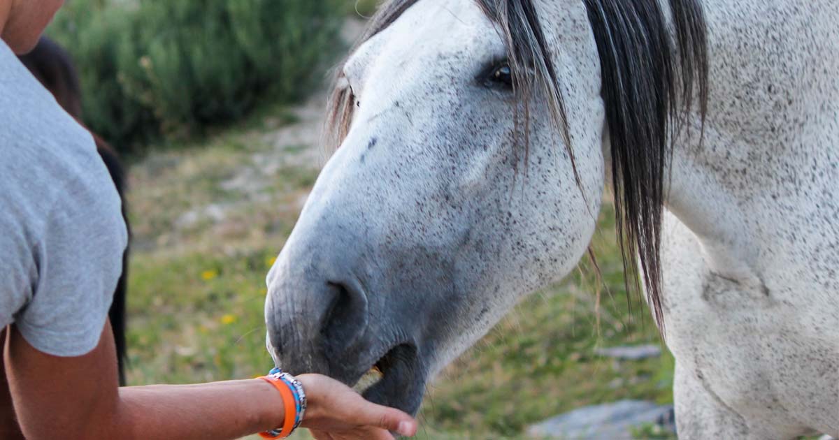 Conheça a anatomia e a fisiologia do sistema digestório de equinos