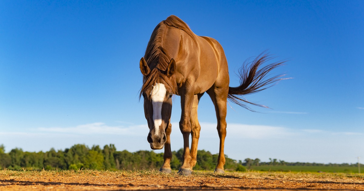 Conheça os efeitos da luz na reprodução equina - Portal Escola do Cavalo