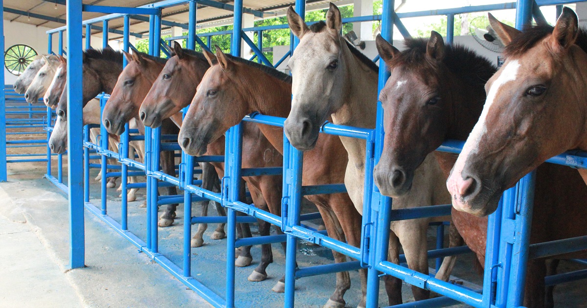 ICSI em equinos: tecnologia que está revolucionando a reprodução