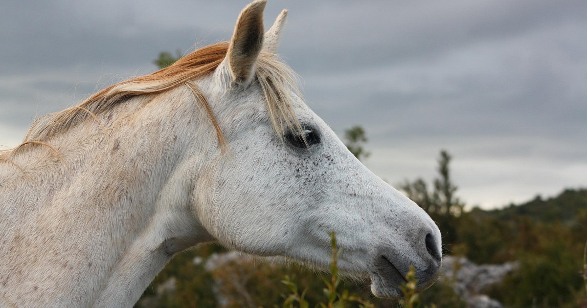 Saiba o que é adenite equina e como tratar - Portal Escola do Cavalo