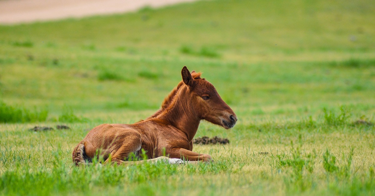 Potros de risco: entenda o que são e como reconhecer