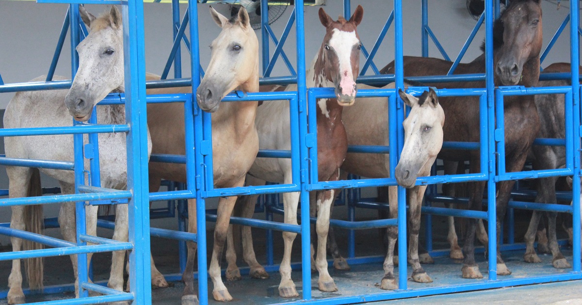 Infraestrutura para reprodução equina: veja o que é essencial